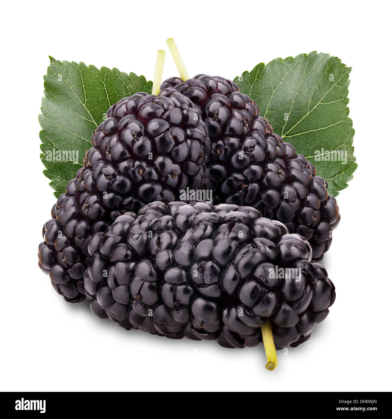 Mulberry bushes Cut Out Stock Images & Pictures - Alamy