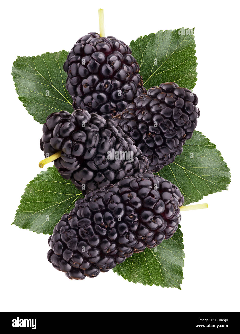Mulberry bushes hi-res stock photography and images - Alamy