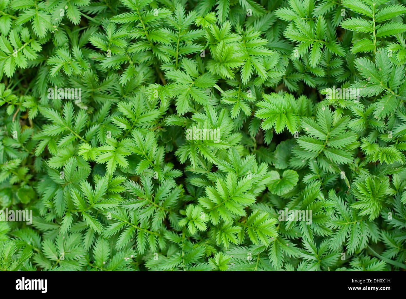 Silverweed hi-res stock photography and images - Alamy