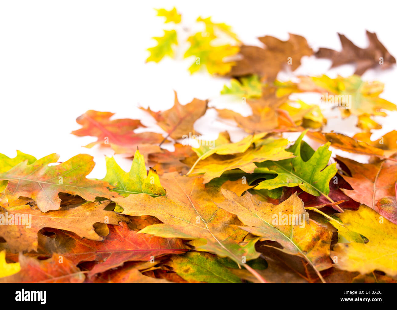 Colorful autumn oak leaves hi-res stock photography and images - Alamy