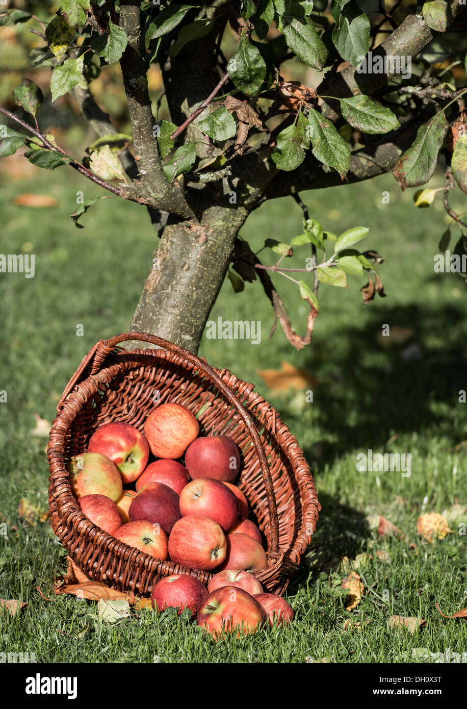 Basket apples under apple tree hi-res stock photography and images - Alamy
