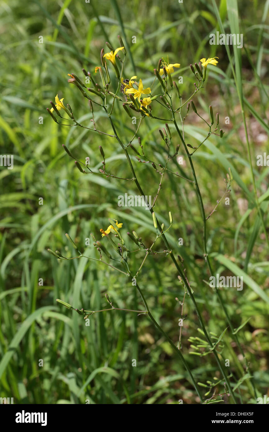 Lactuca Muralis High Resolution Stock Photography and Images - Alamy