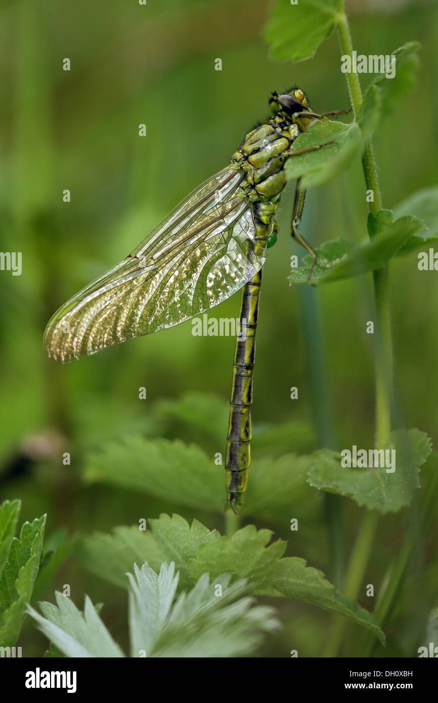 Gomphus pulchellus hi-res stock photography and images - Alamy