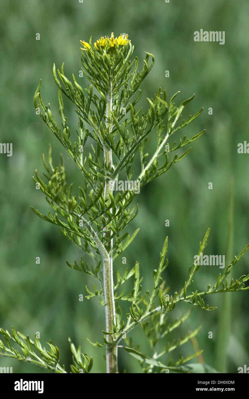 Fluxweed hi-res stock photography and images - Alamy