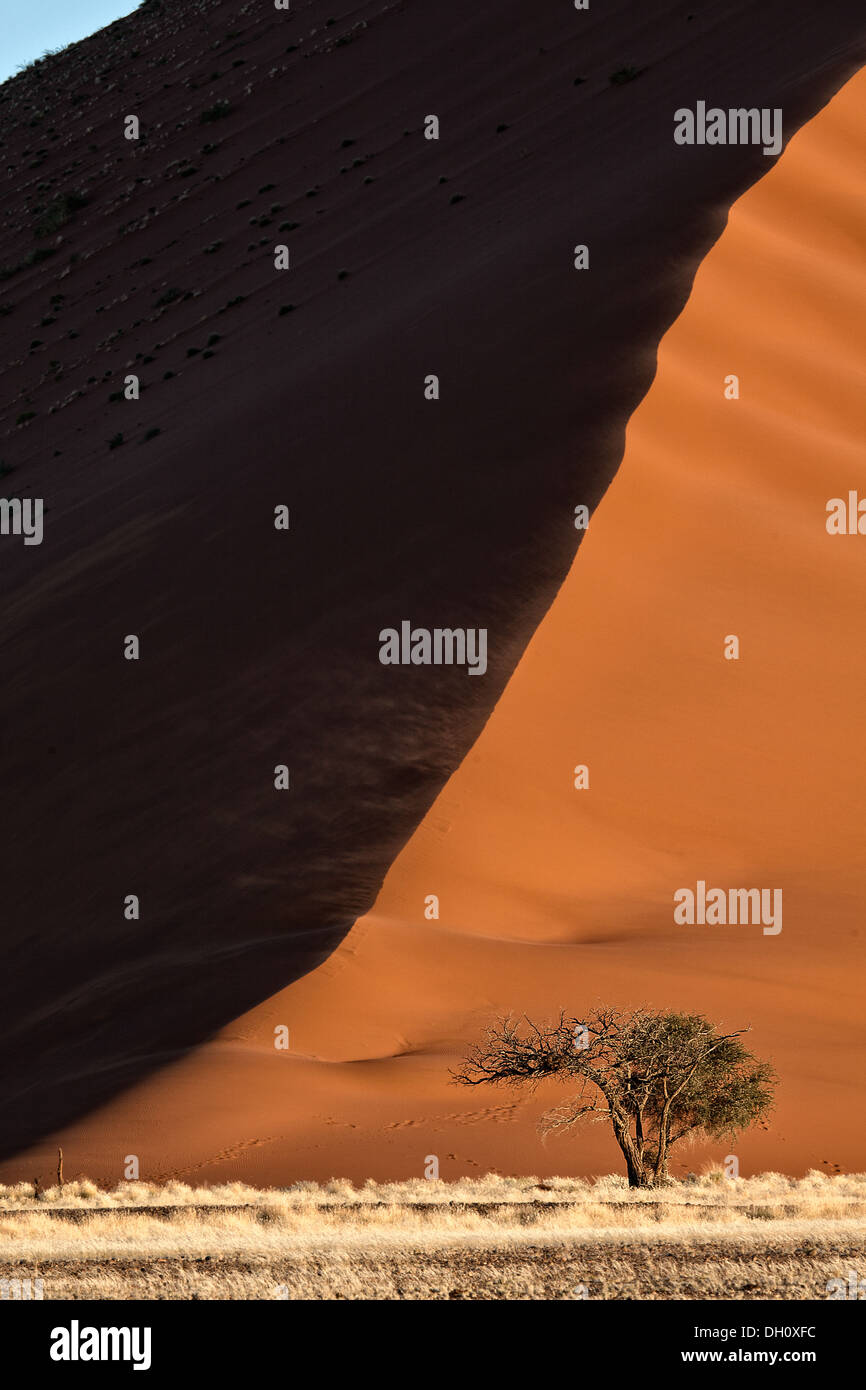 Acacia tree and sand dune Stock Photo - Alamy