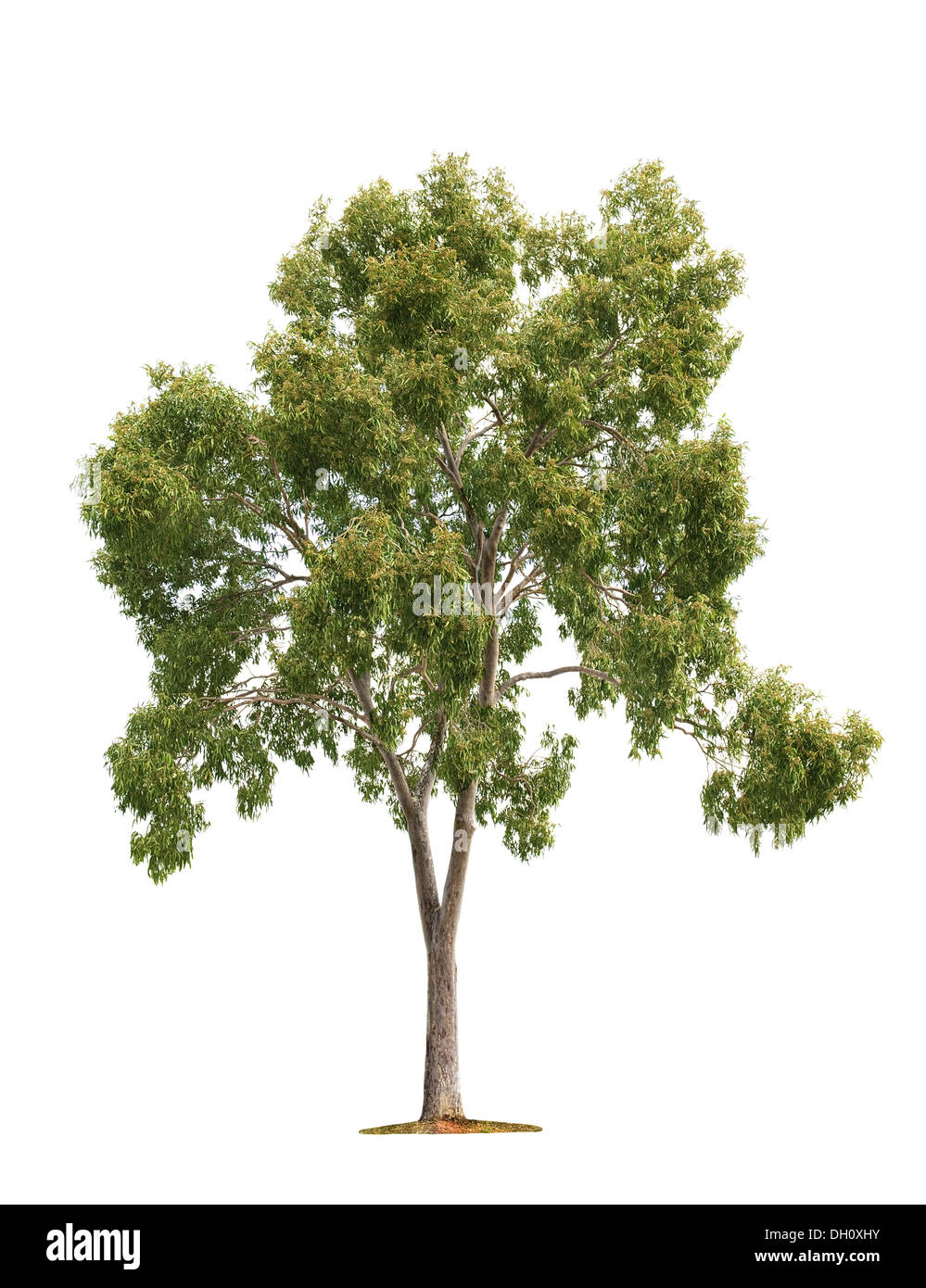 Green beautiful and tall tree isolated on white background Stock Photo ...