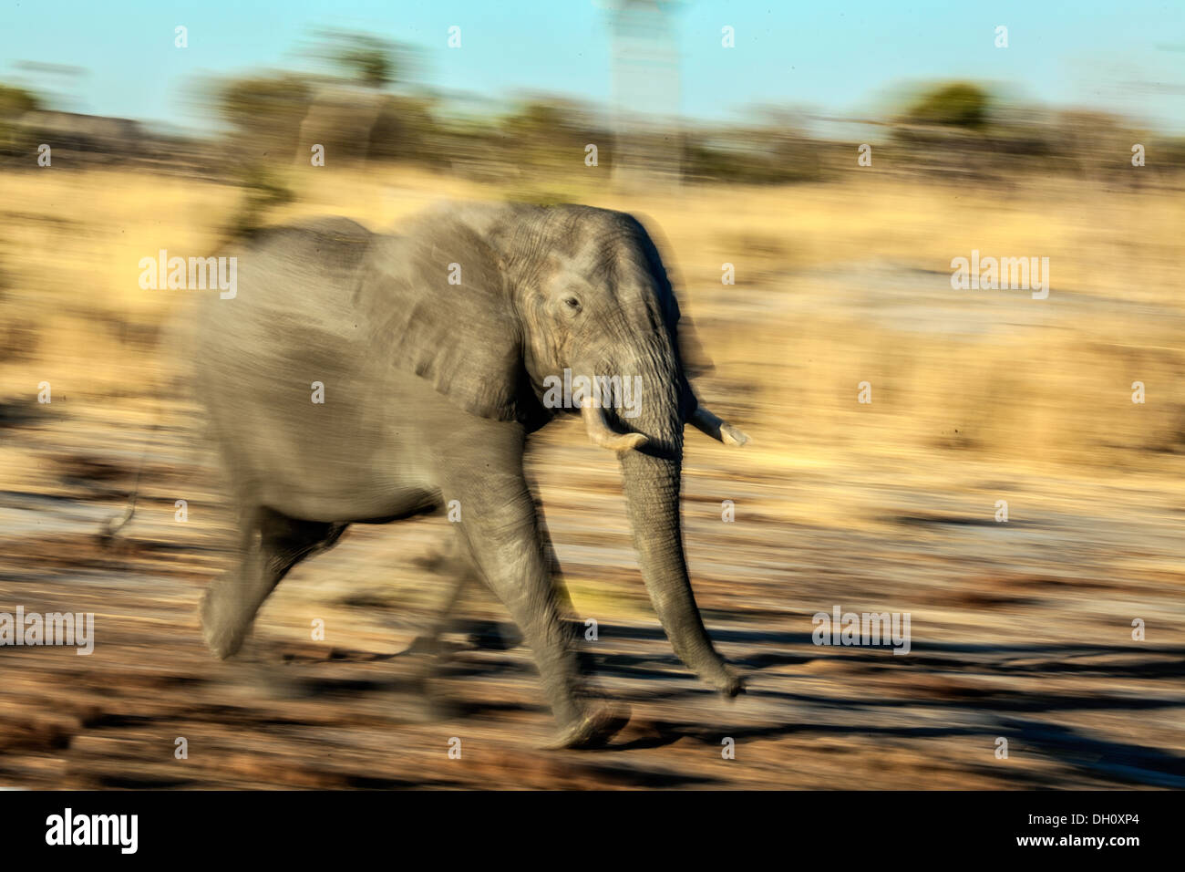 Elephant feet hi-res stock photography and images - Alamy