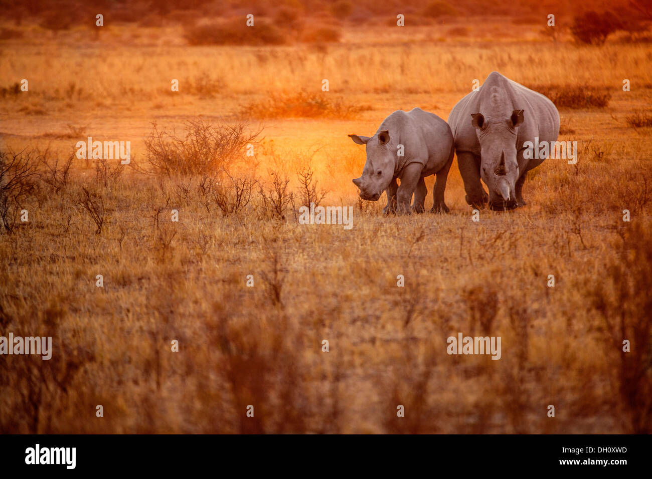 Rhinos botswana hi-res stock photography and images - Alamy