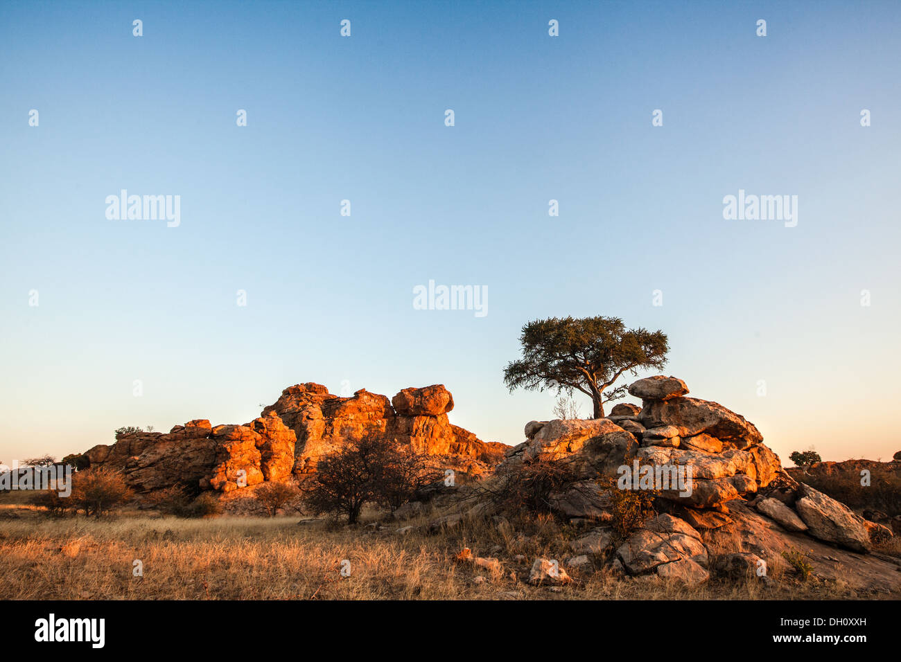 Tree in a desert landscape Stock Photo - Alamy