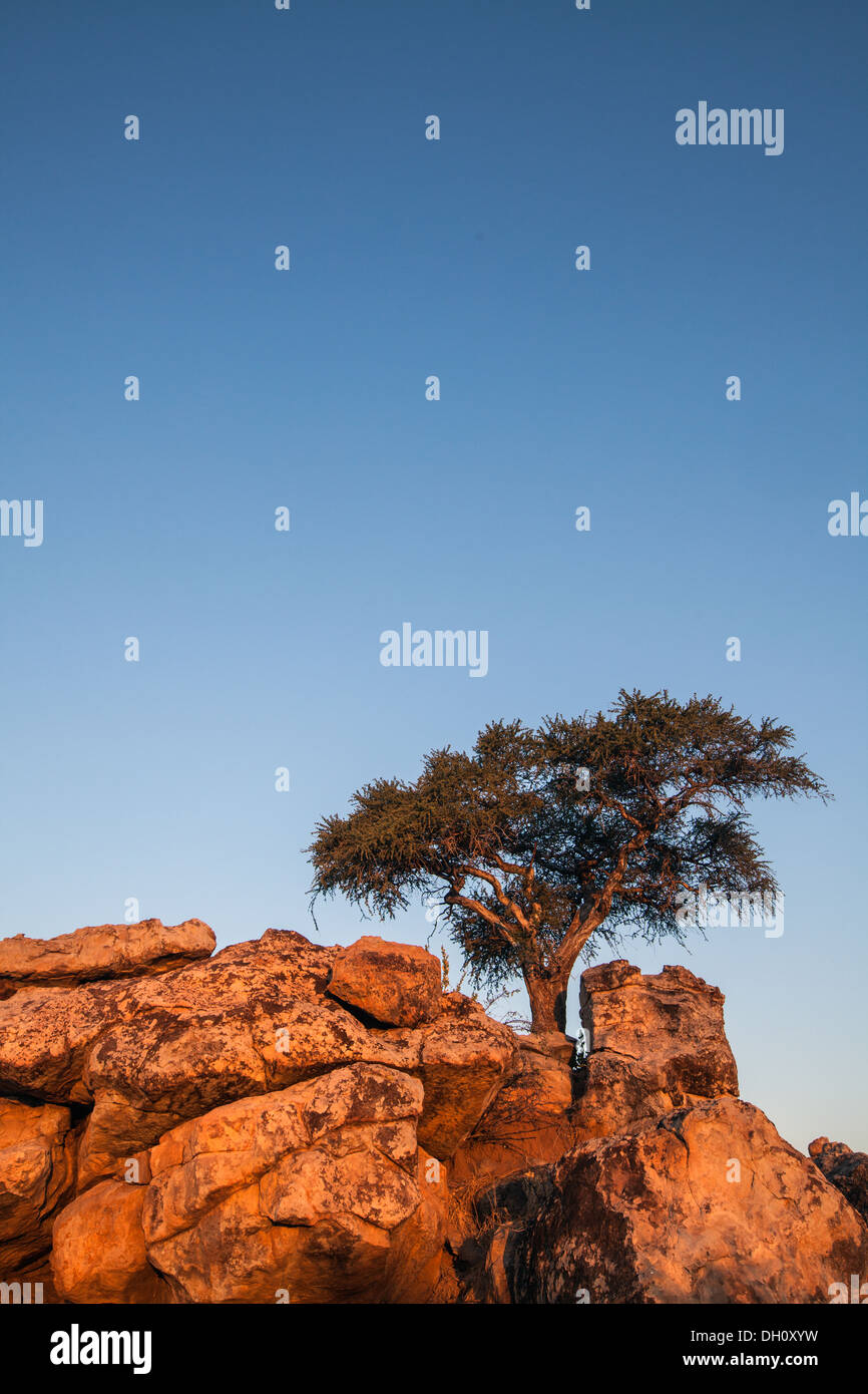 Dry tree landscape hi-res stock photography and images - Alamy