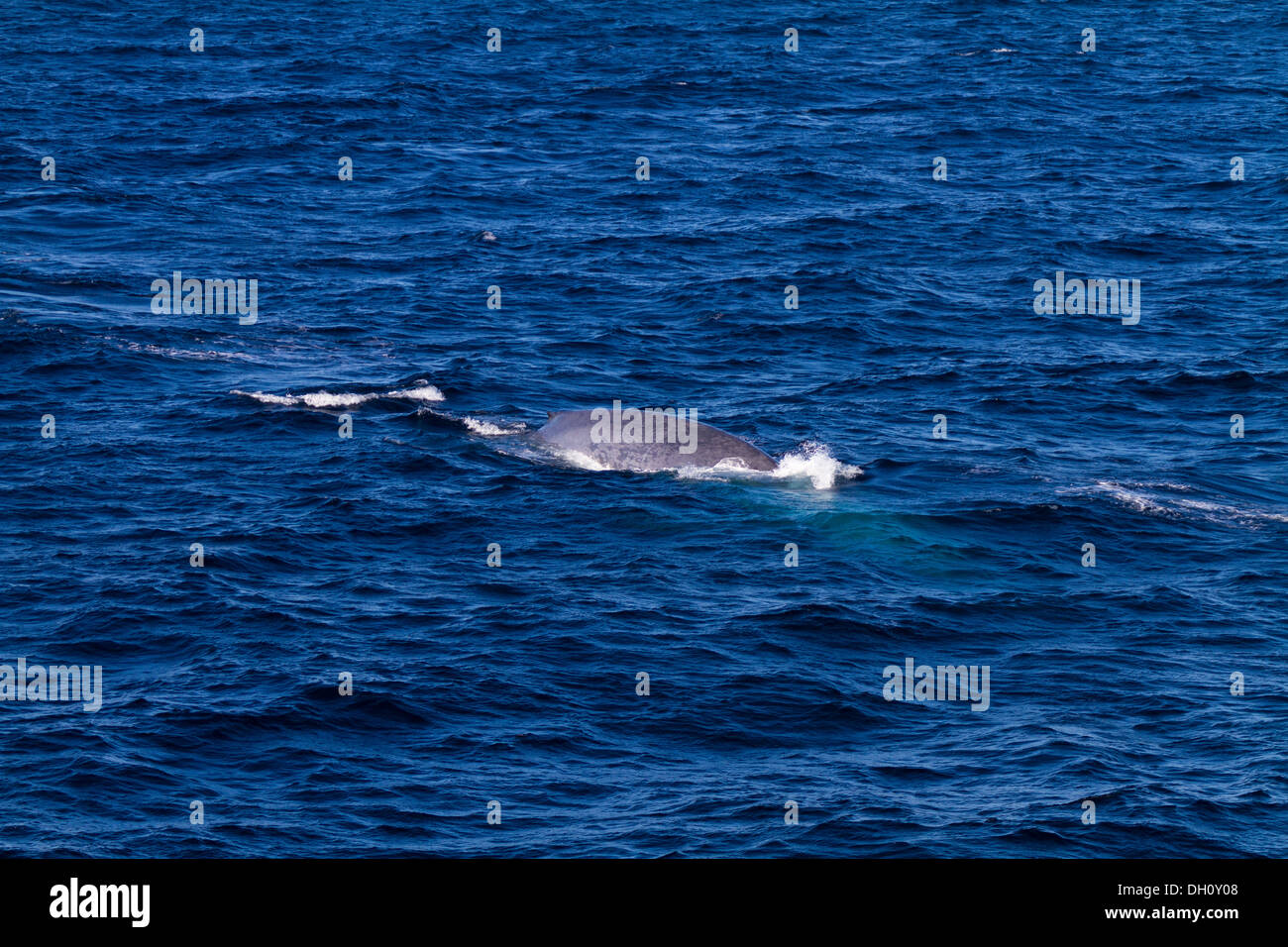 The denmark strait whale hi-res stock photography and images - Alamy