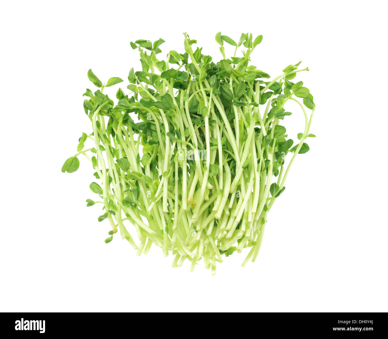 Pea sprout hi-res stock photography and images - Alamy