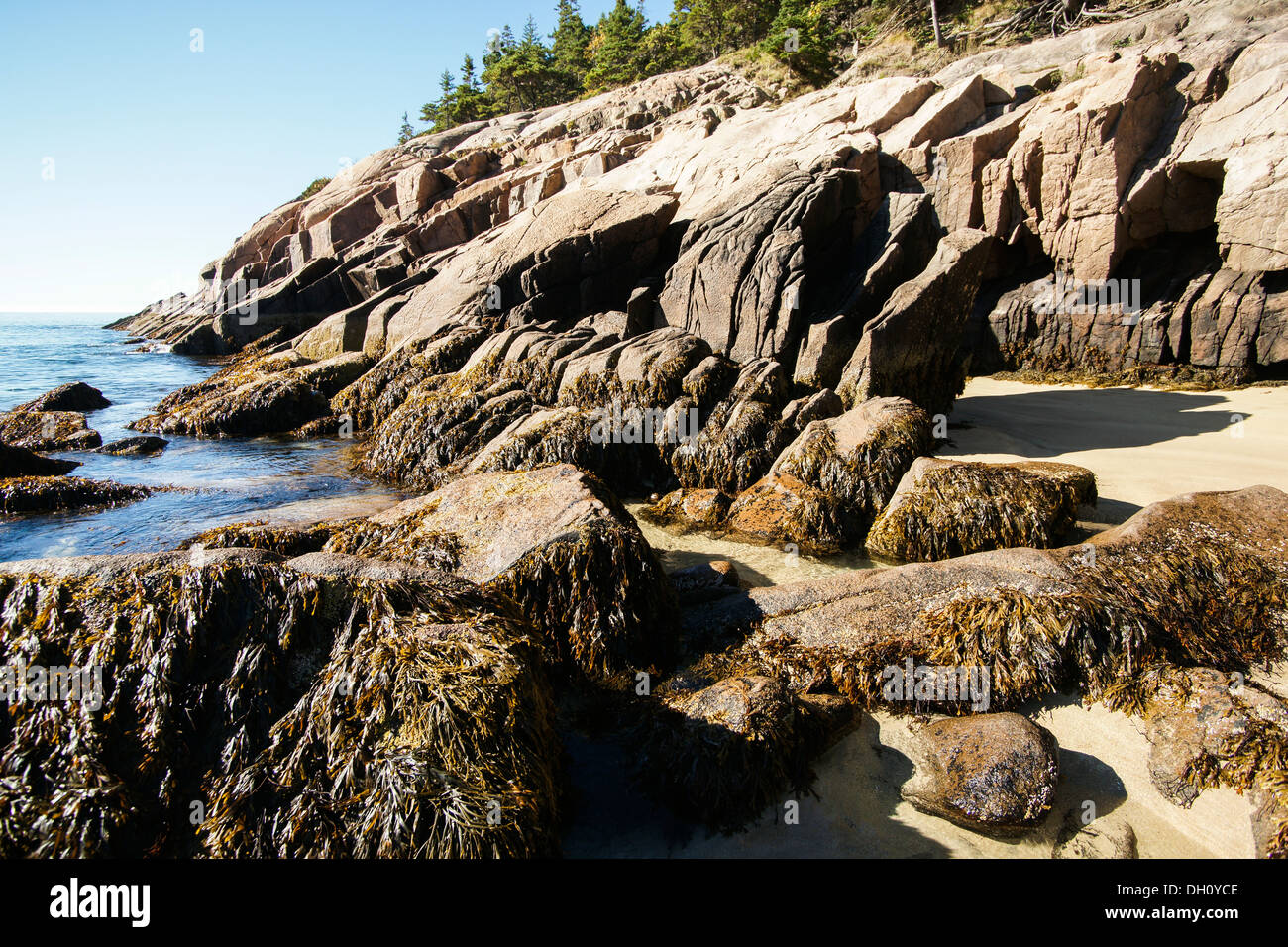 Shoreline, Sand Beach, Acadia National Park, Bar Harbor, Maine Stock ...