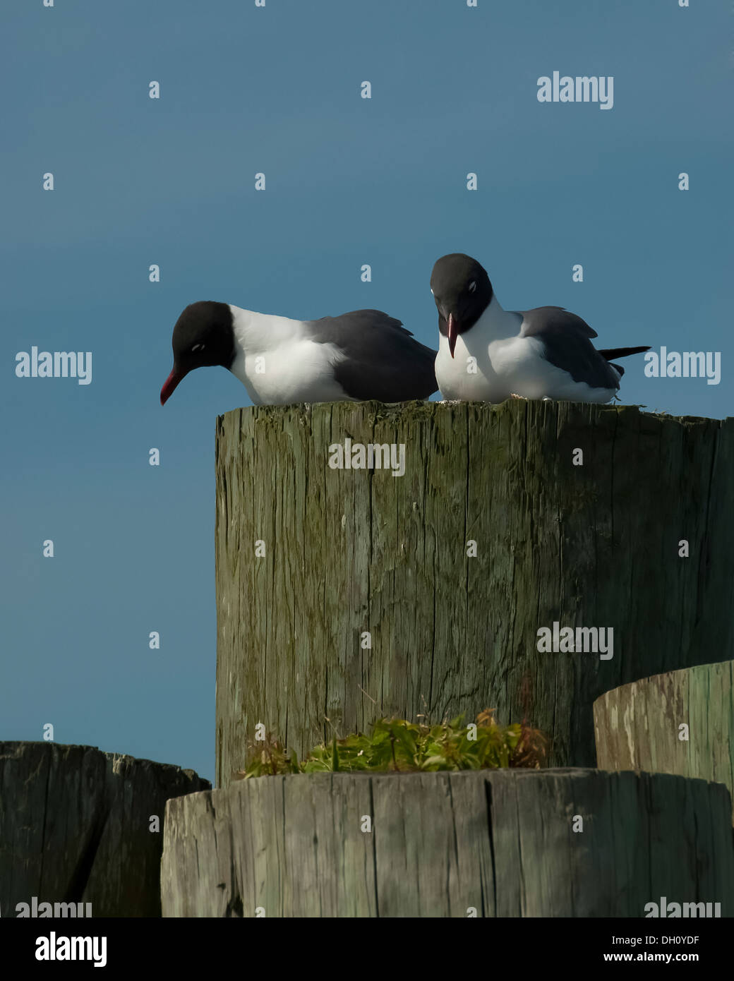 Deep Sea Birds High Resolution Stock Photography and Images - Alamy