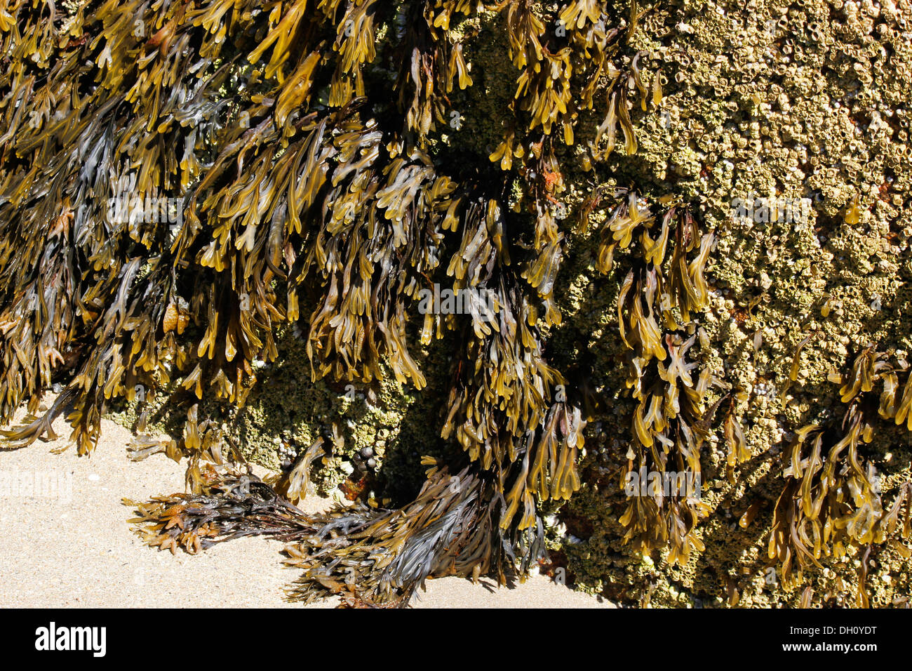 Boulders covered with kelp and barnacles, Sand Beach, Acadia National ...