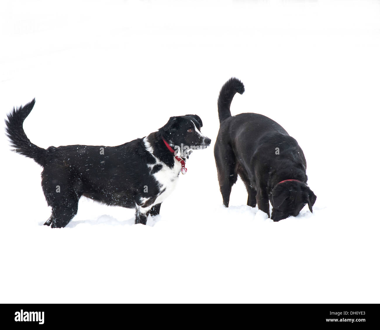 Lab black white hi-res stock photography and images - Alamy