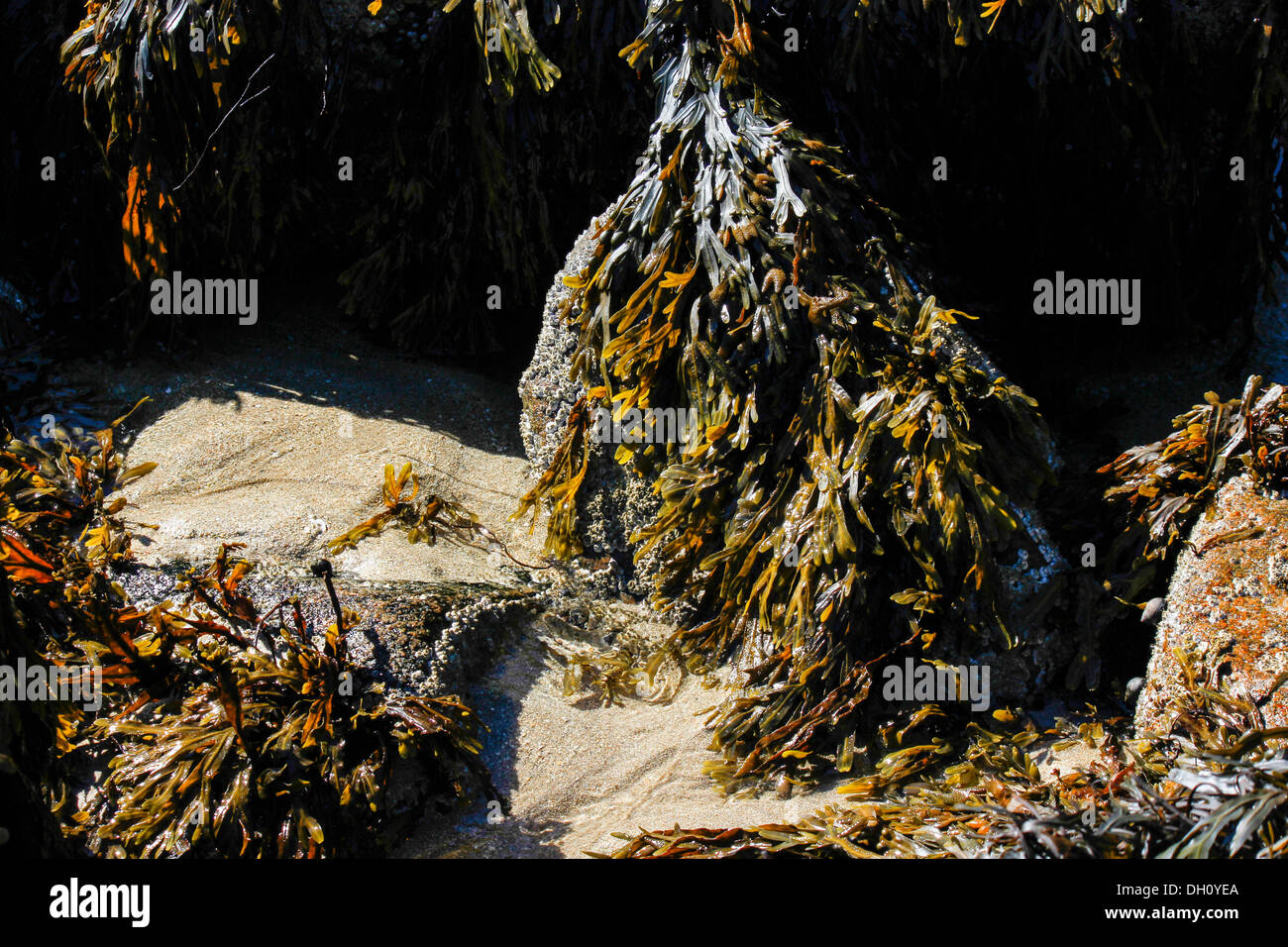 Boulders covered with kelp and barnacles, Sand Beach, Acadia National ...