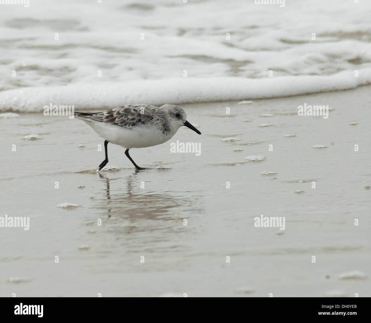 A Sandpiper bird runs in the surf Stock Photo - Alamy