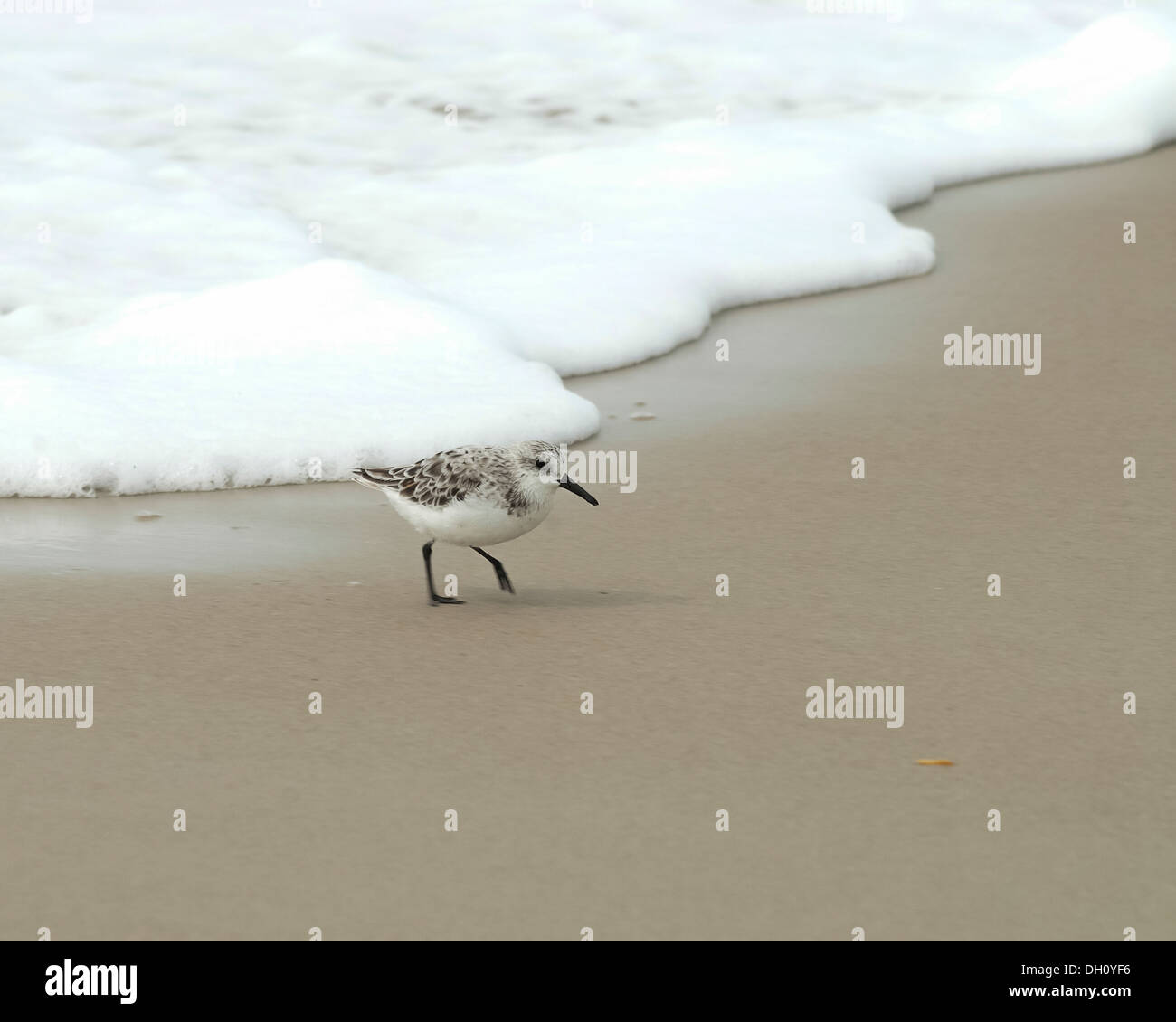 A Sandpiper bird runs near the surf Stock Photo - Alamy