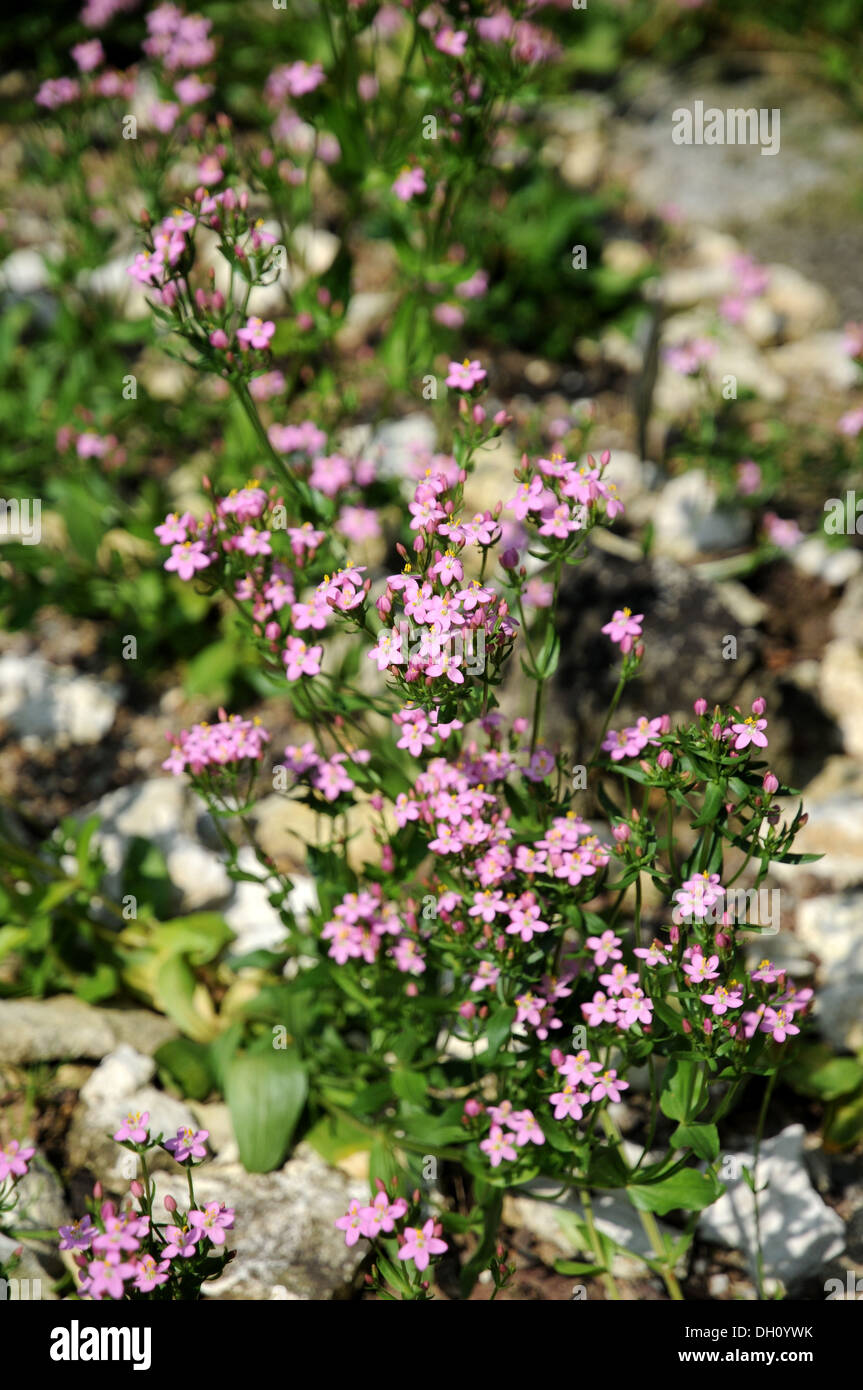 Centaurium umbellatum hi-res stock photography and images - Alamy