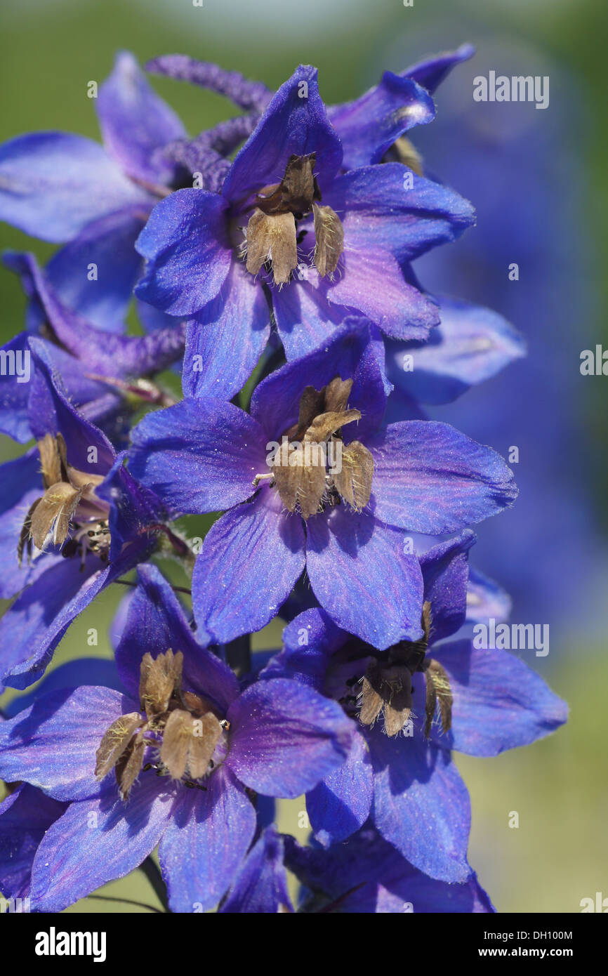 Delphinium cultorum hi-res stock photography and images - Alamy