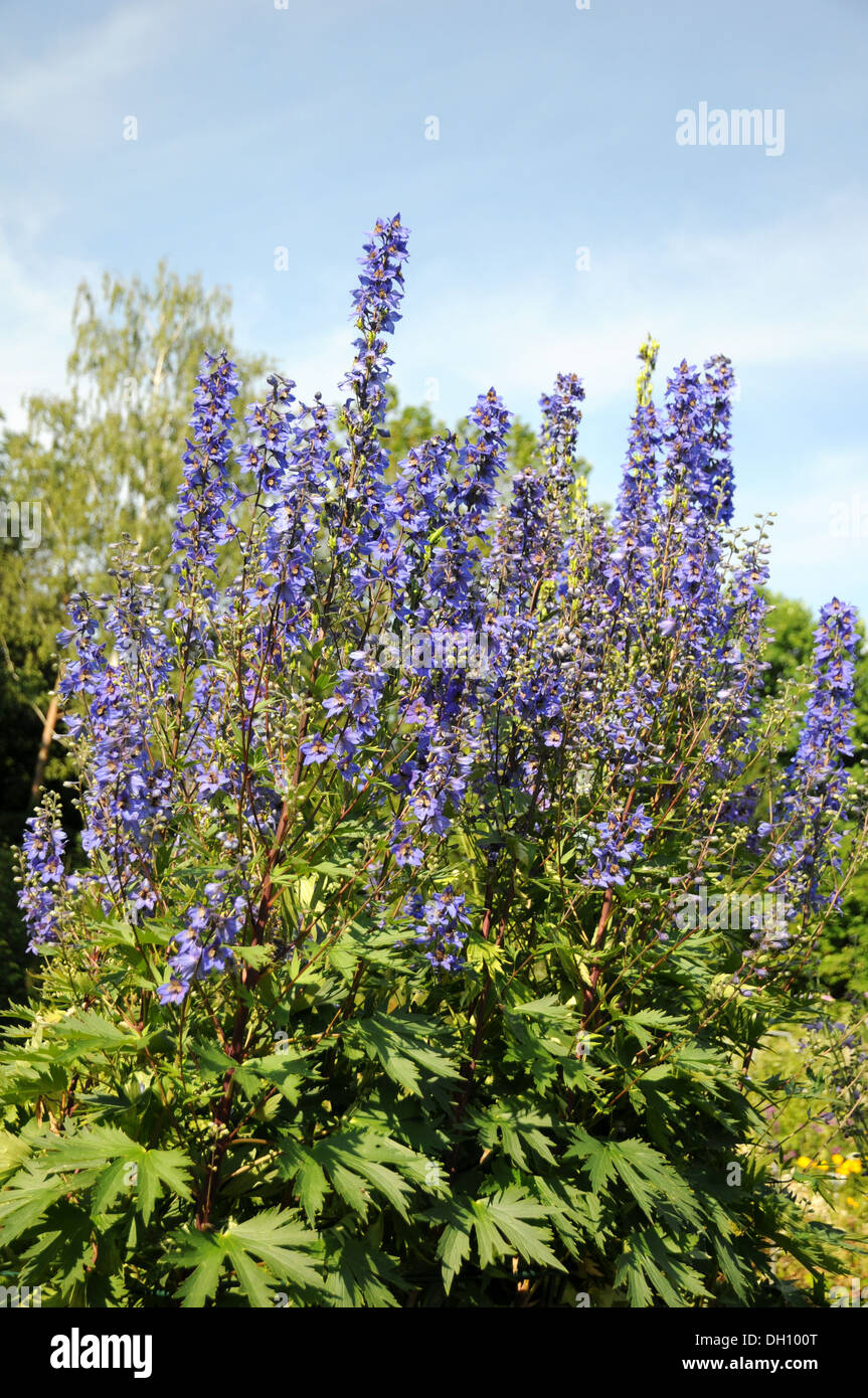 Ceratophorum hi-res stock photography and images - Alamy