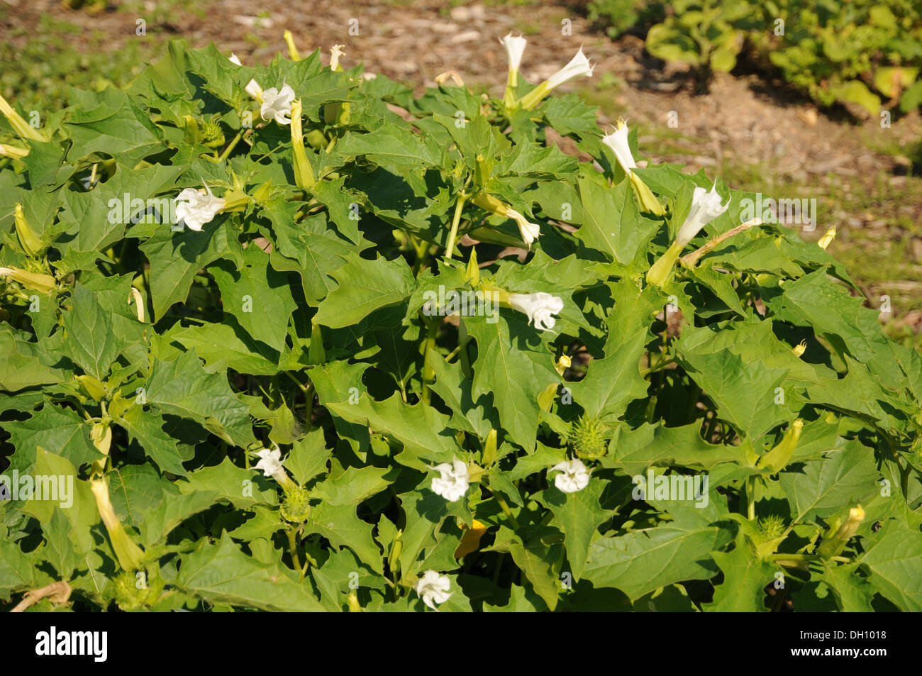 Thorn apple hi-res stock photography and images - Alamy