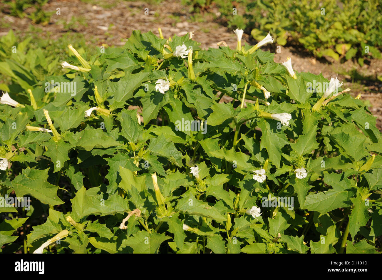 Malpitte hi-res stock photography and images - Alamy