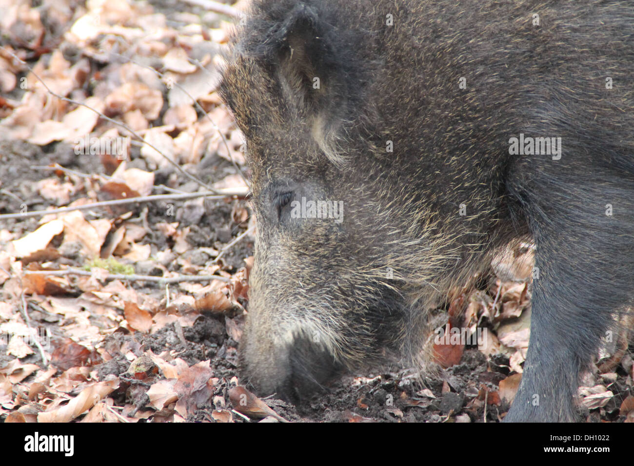 Wild Boar Fell Stock Photos & Wild Boar Fell Stock Images - Alamy