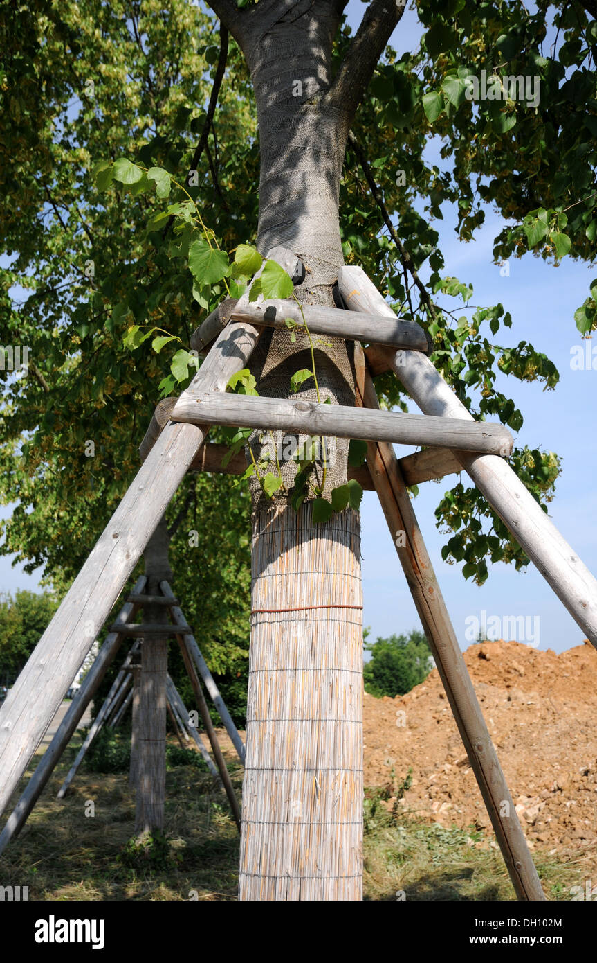 Lime tre hi-res stock photography and images - Alamy