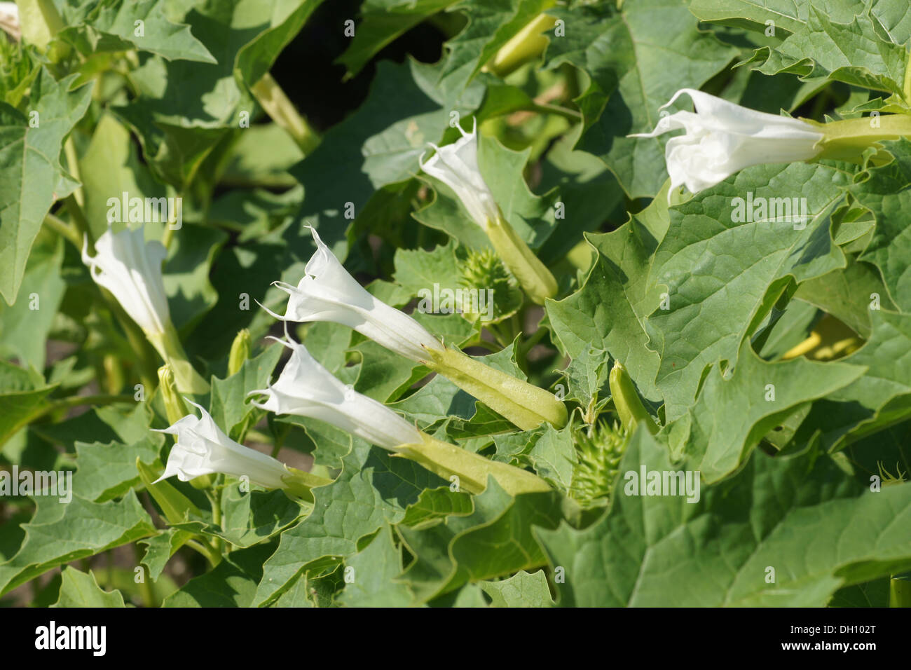 Thorn apple hi-res stock photography and images - Alamy