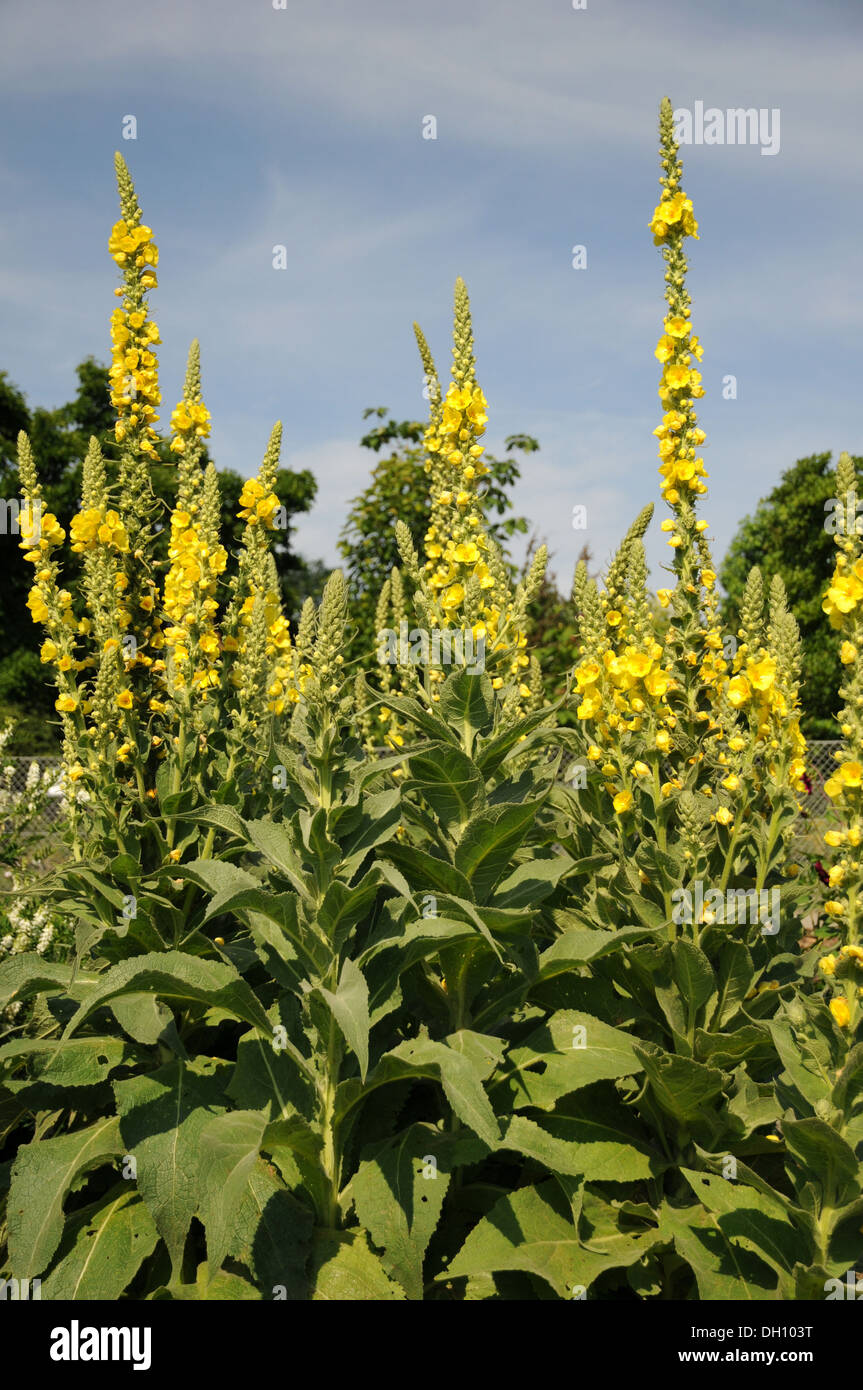 Large flowered mullein verbascum densiflorum hi-res stock photography ...
