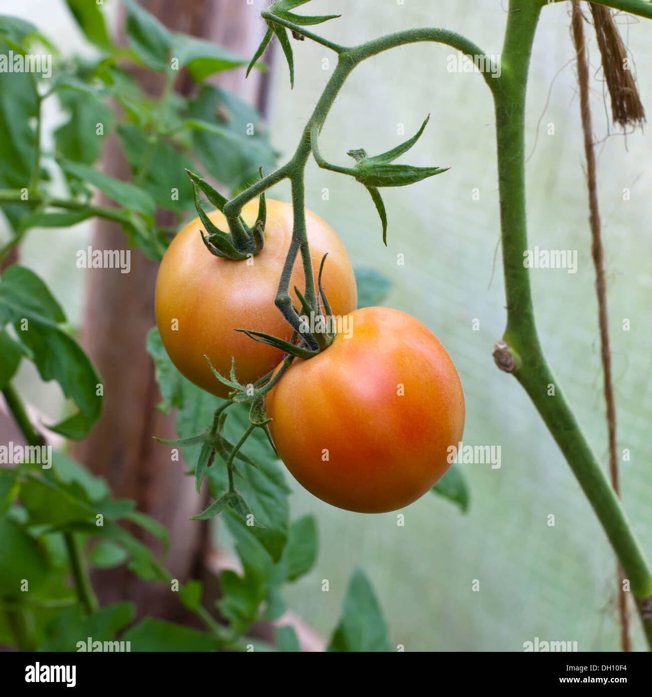 Plant the hotbed hi-res stock photography and images - Alamy
