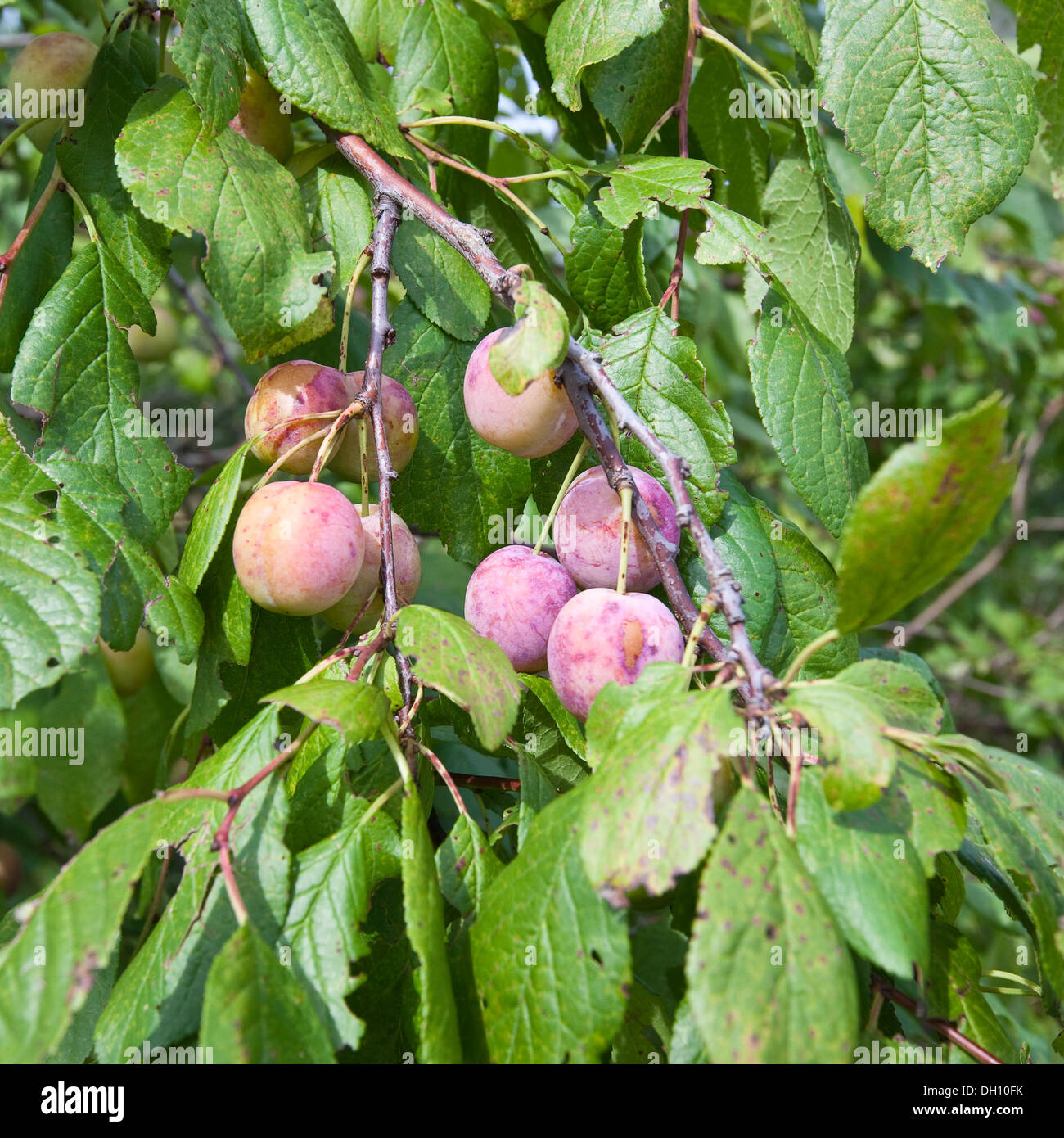 plums on a branch Stock Photo - Alamy