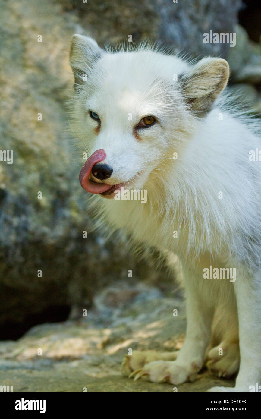 Arctic Fox (Alopex lagopus Stock Photo - Alamy