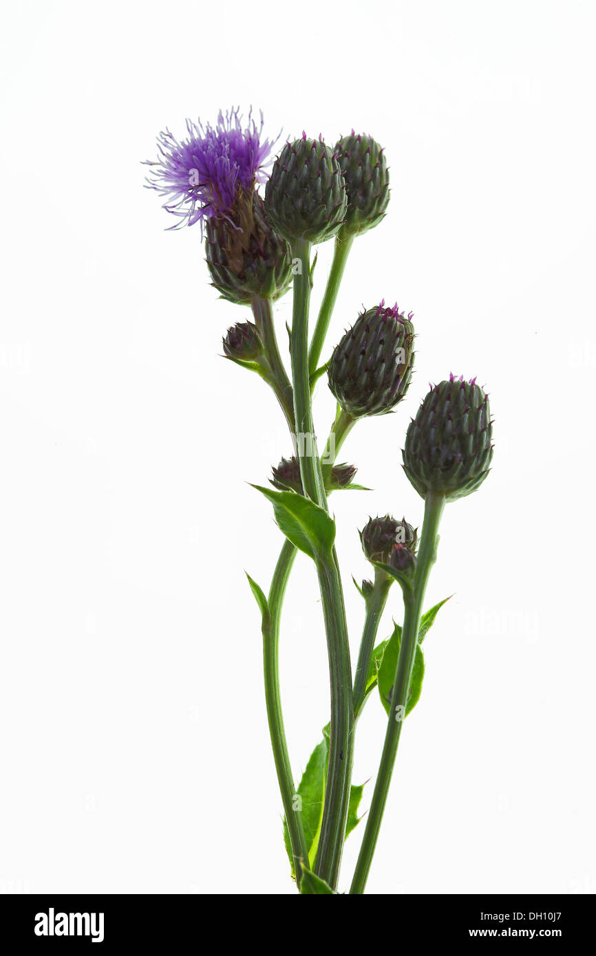 Invasive blumen hi-res stock photography and images - Alamy