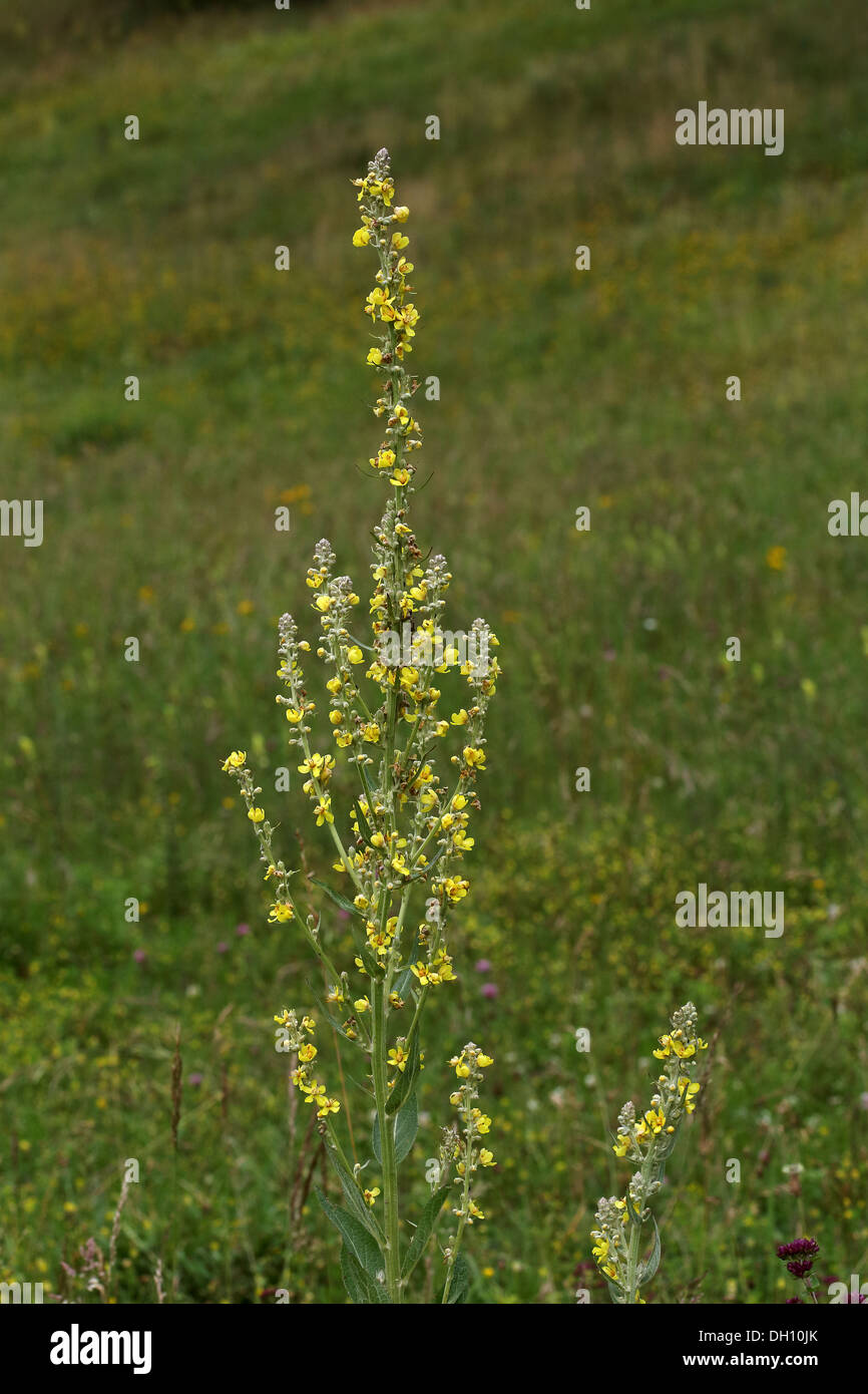 White mullein hi-res stock photography and images - Alamy