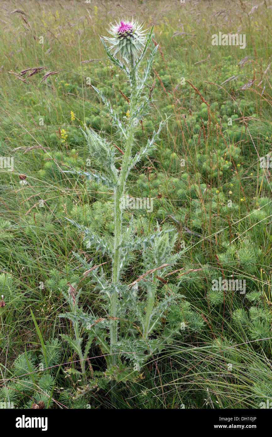 Carduus nutans, Nodding Thistle Stock Photo - Alamy