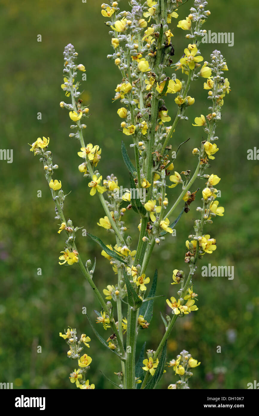 White mullein hi-res stock photography and images - Alamy