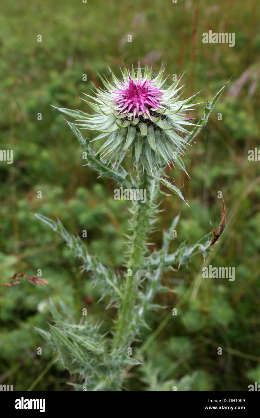 Carduus nutans, Nodding Thistle Stock Photo - Alamy