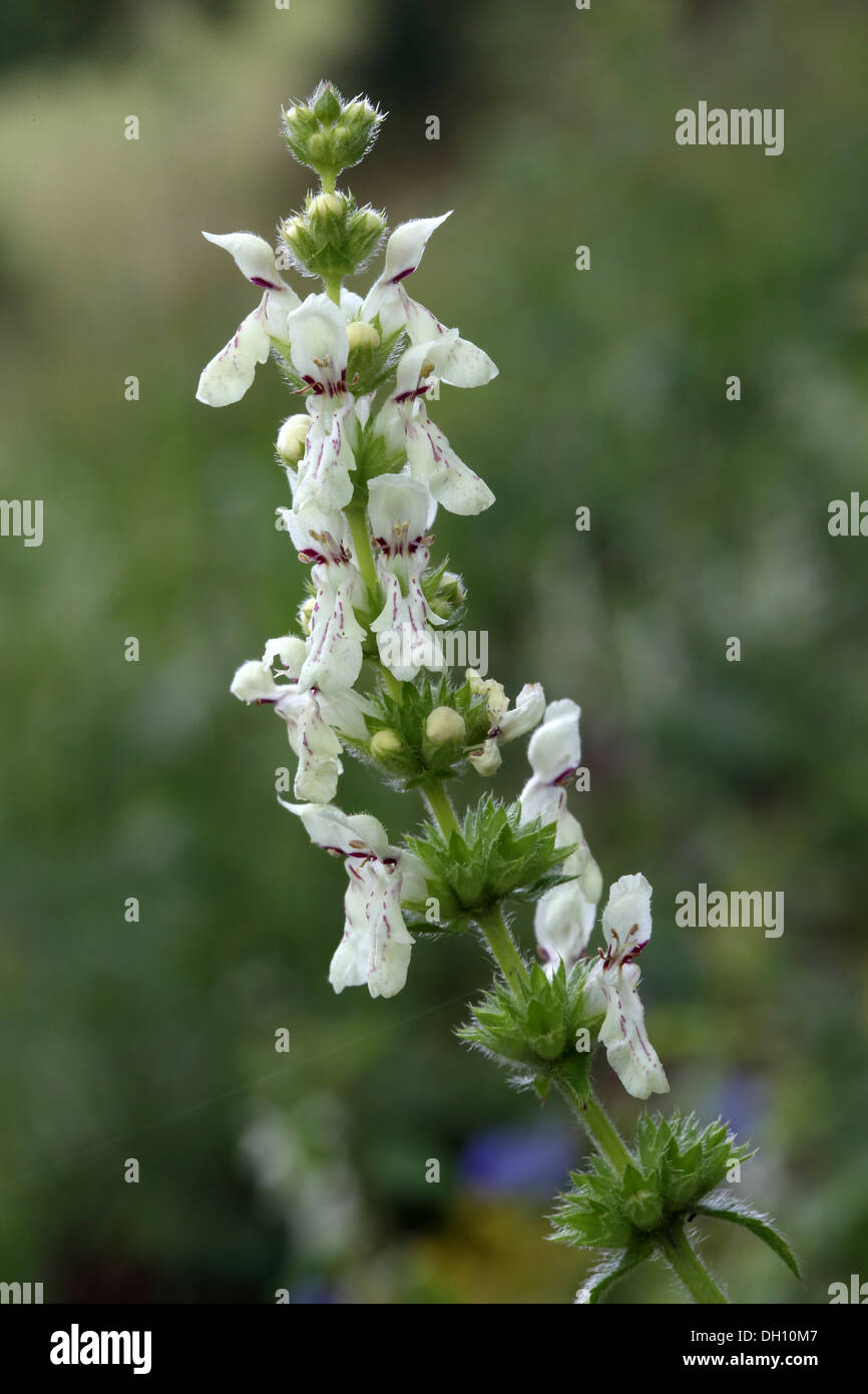 Perennial yellow woundwort stachys recta hi-res stock photography and ...
