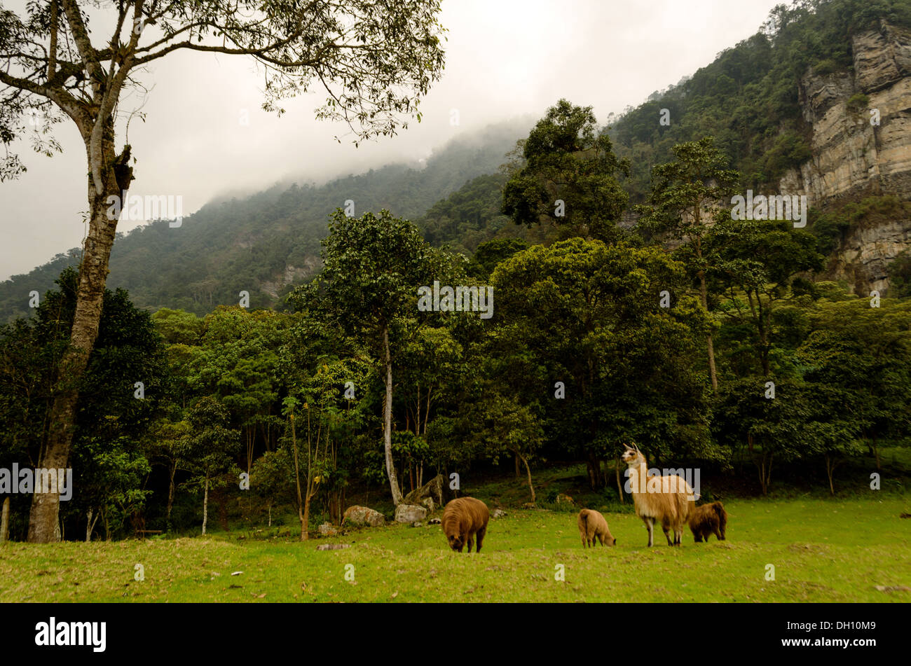 Cloud Forest Animals High Resolution Stock Photography and Images - Alamy
