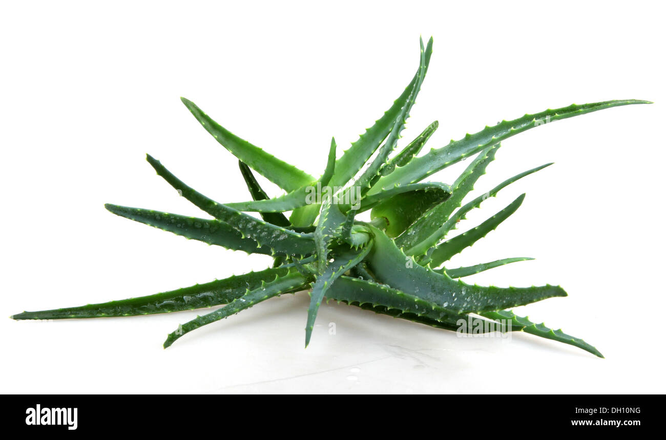 Aloe aloe vera plant flower photo Cut Out Stock Images & Pictures - Alamy