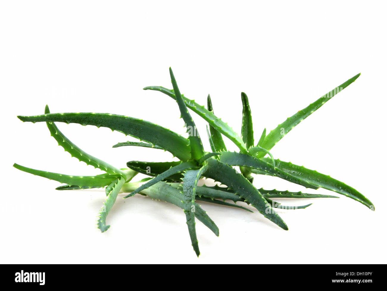 Aloe aloe vera plant flower photo Cut Out Stock Images & Pictures - Alamy