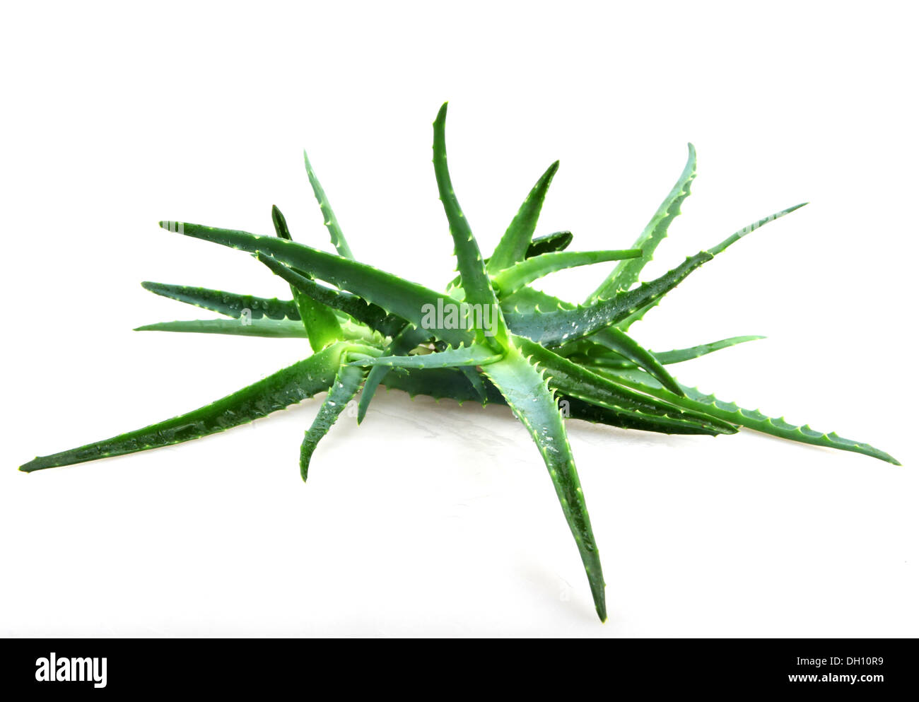 Aloe image Cut Out Stock Images & Pictures - Alamy