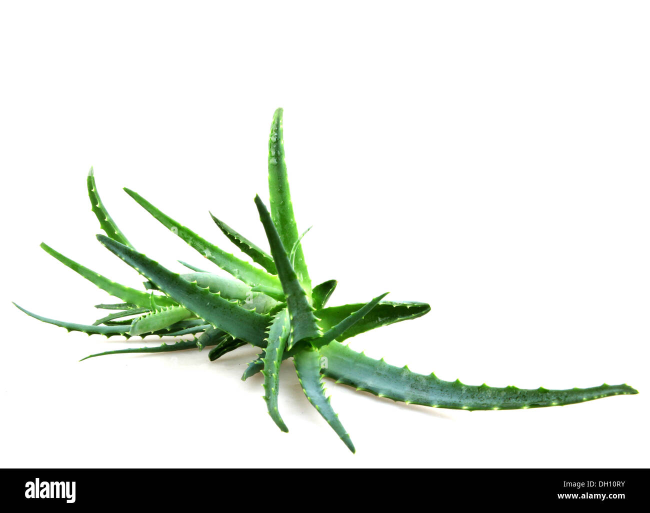 Aloe aloe vera plant flower photo Cut Out Stock Images & Pictures - Alamy