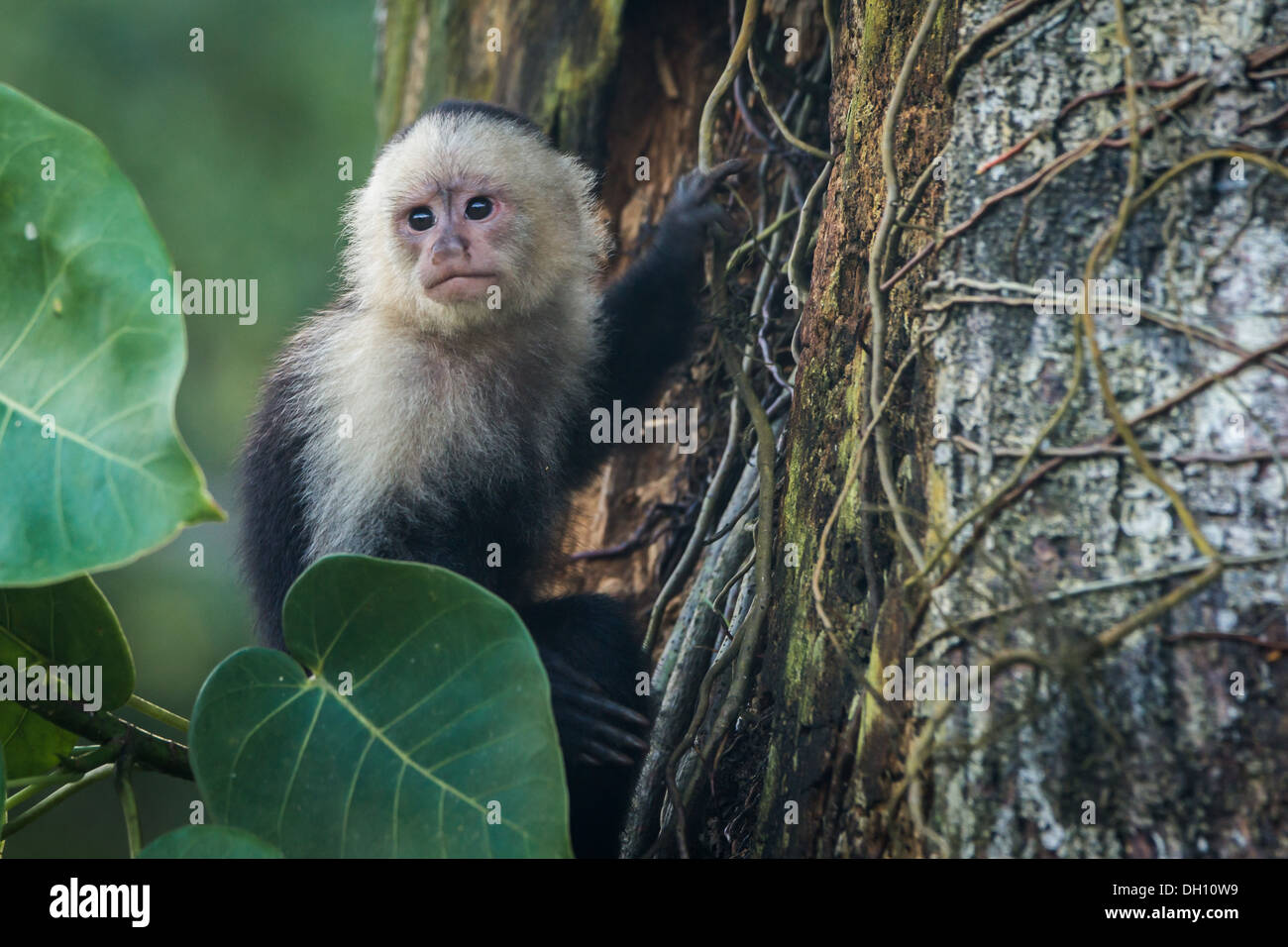 White-headed capuchin monkey, gorgona island Stock Photo - Alamy