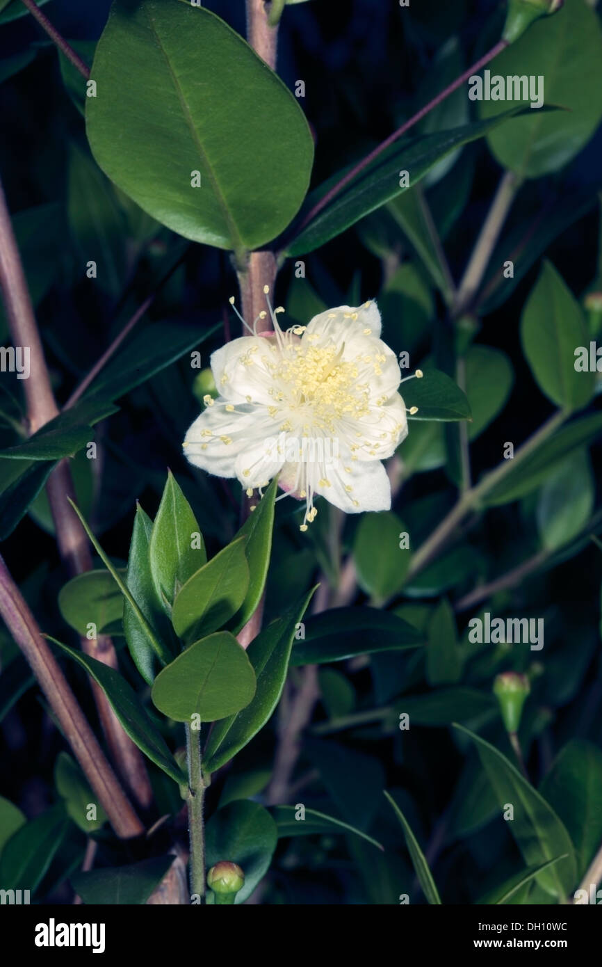 Close-up of Flower of Common Myrtle/ True Myrtle - Myrtus communis ...