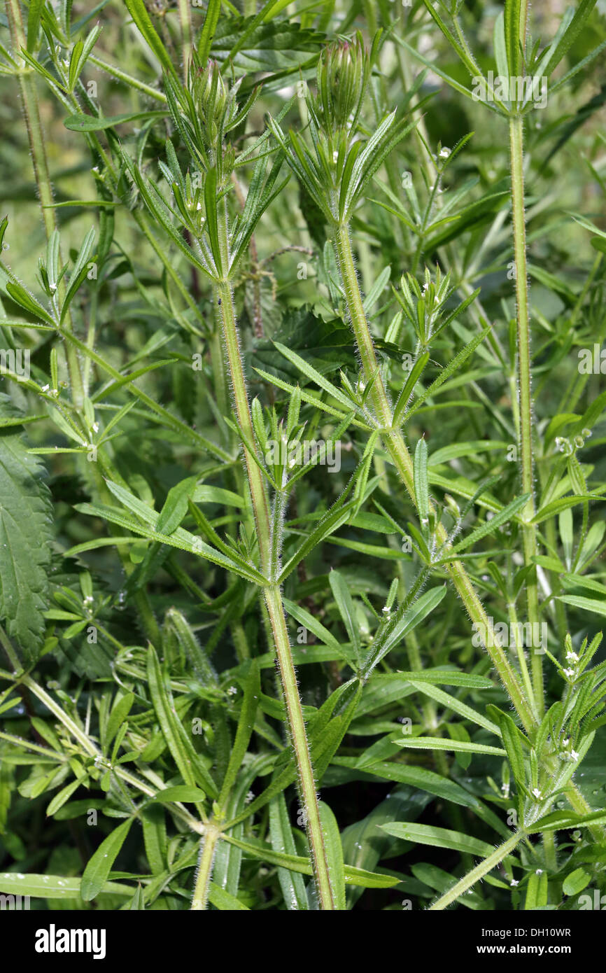 Cleavers hi-res stock photography and images - Alamy