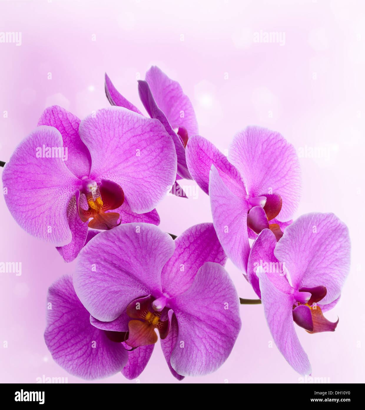 Abstract orchids hi-res stock photography and images - Alamy